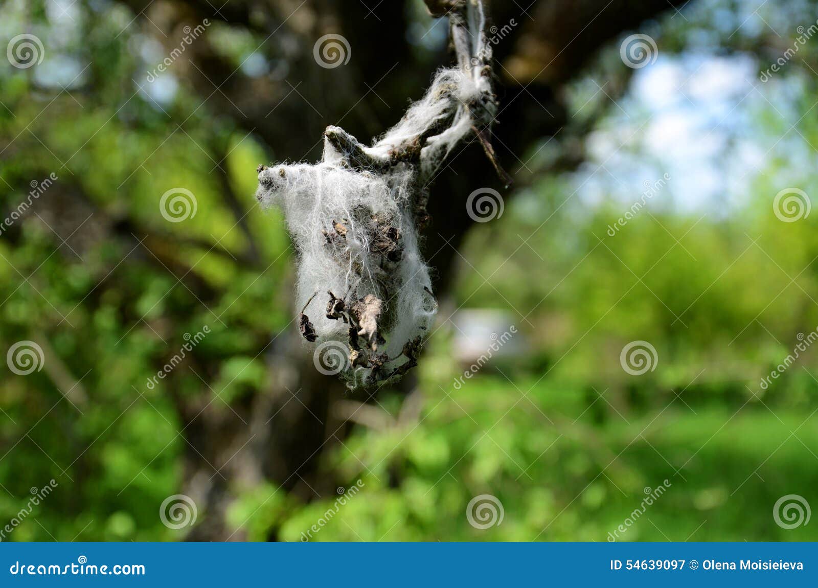 The cocoon stock image. Image of agriculture, development - 54639097
