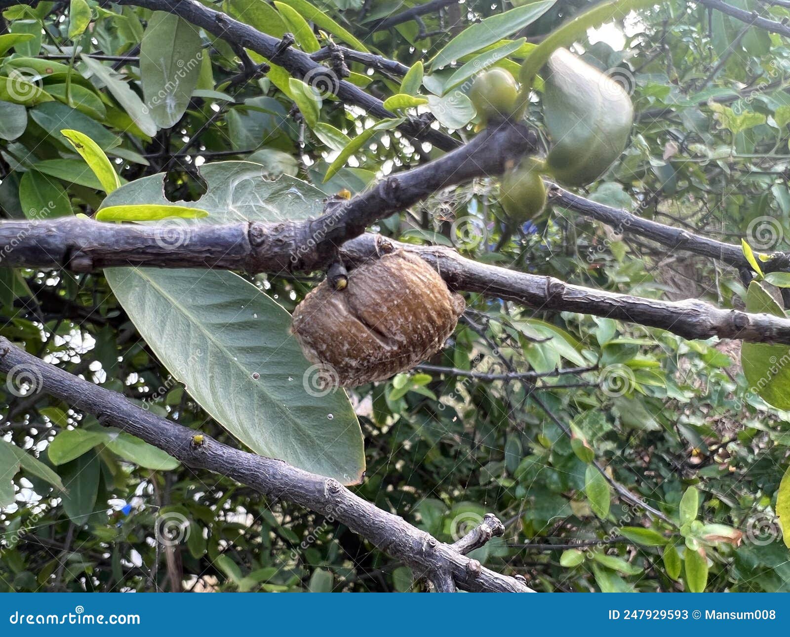 Cocoon in branch tree stock image. Image of tree, cocoon - 247929593