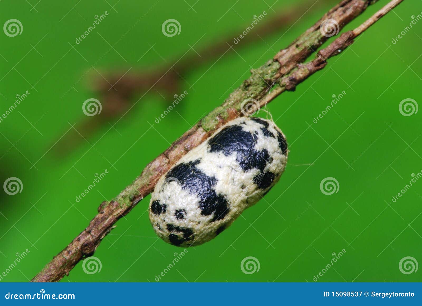 Cocoon of butterfly stock image. Image of life, shell - 15098537