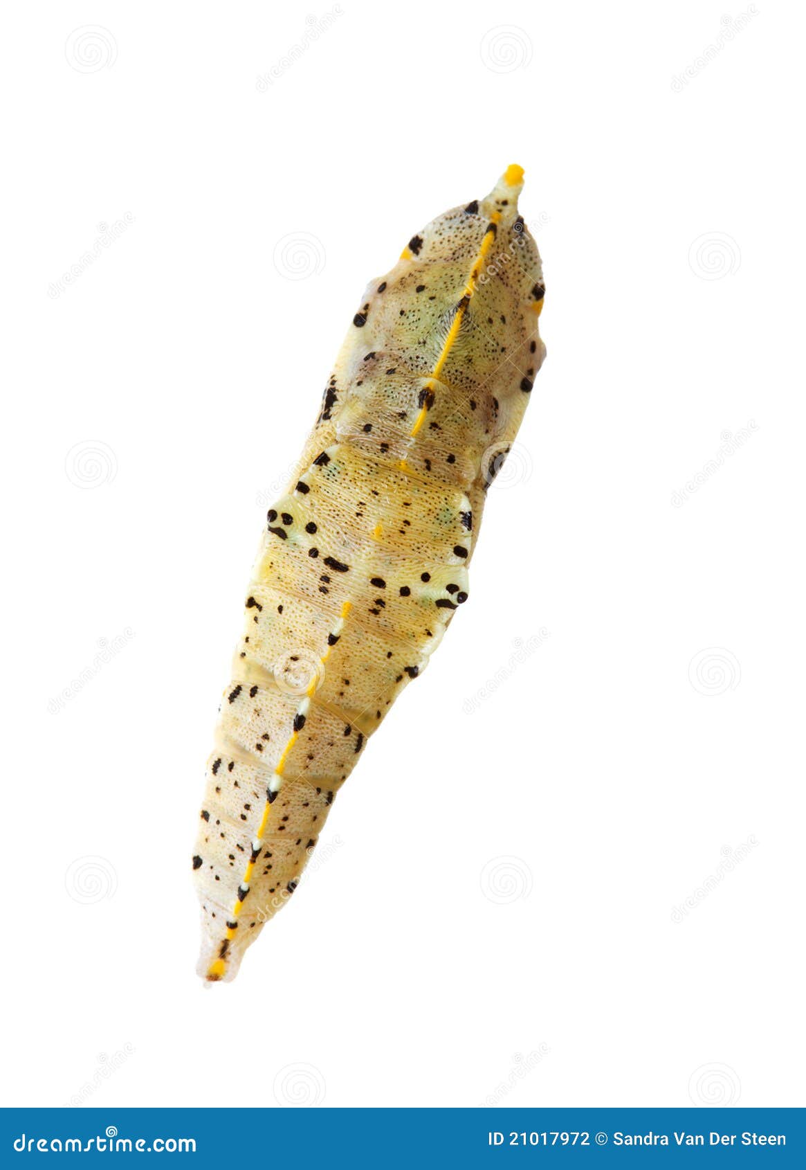 Cocoon of Cabbage Butterfly Stock Photo - Image of transform, wildlife ...