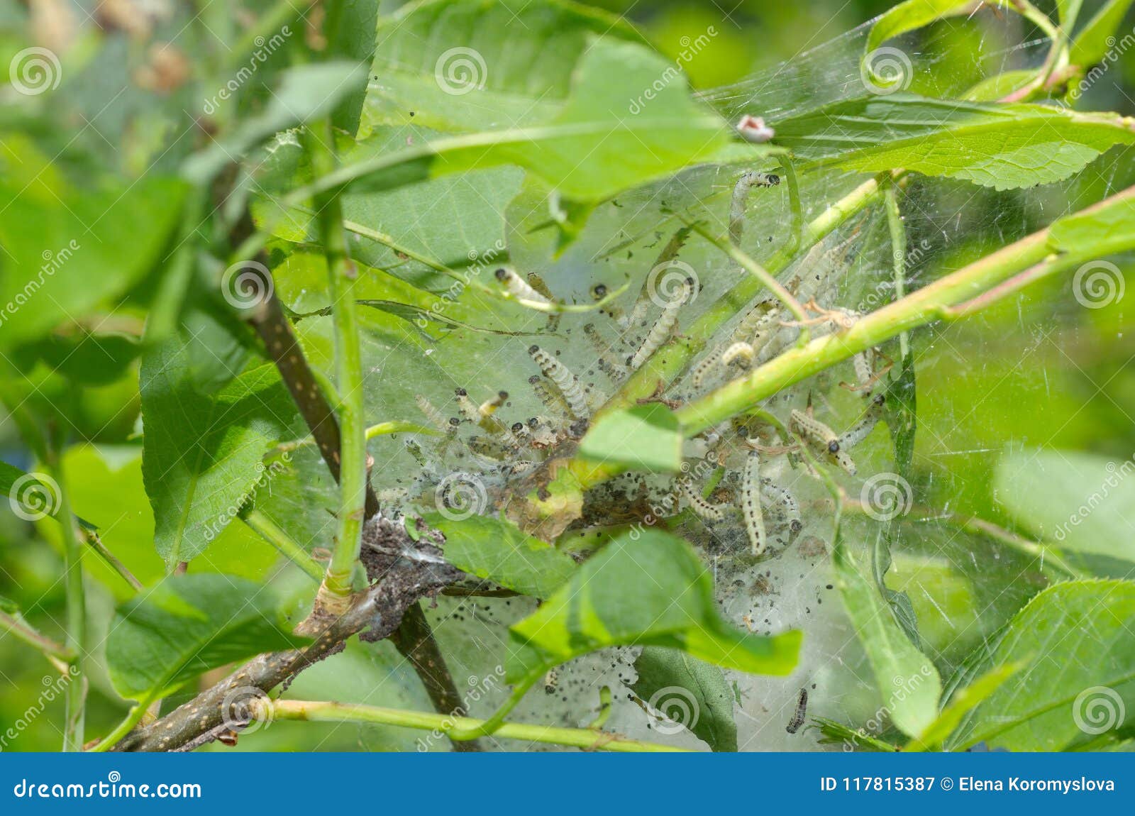 Cocoon Of Caterpillars In Pine Needles Royalty-Free Stock Photography ...