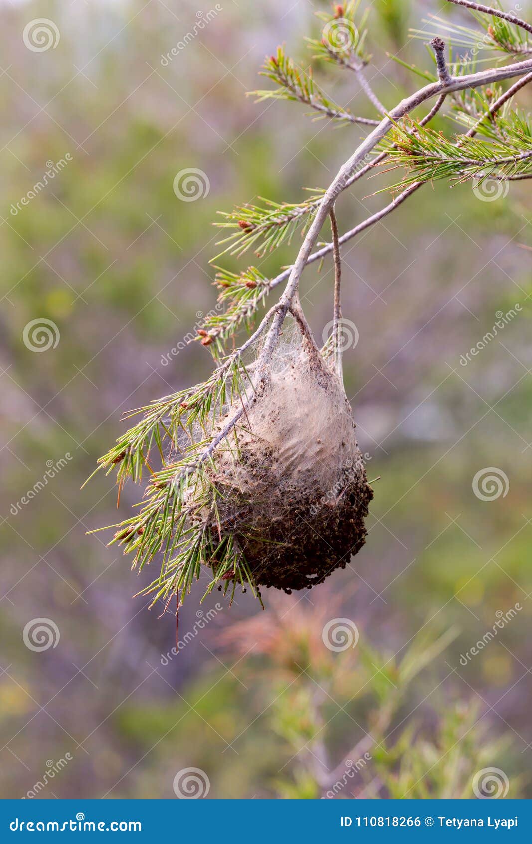 Cocoon of Caterpillars Close-up Stock Photo - Image of life, alter ...
