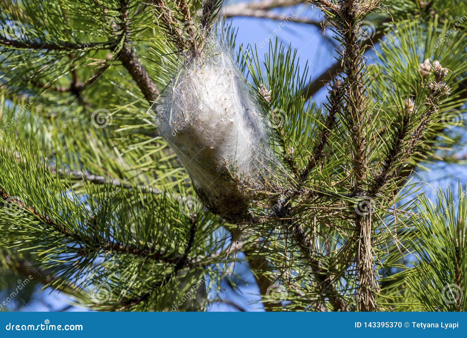 Cocoon of Caterpillars Close-up Stock Photo - Image of forest, living ...