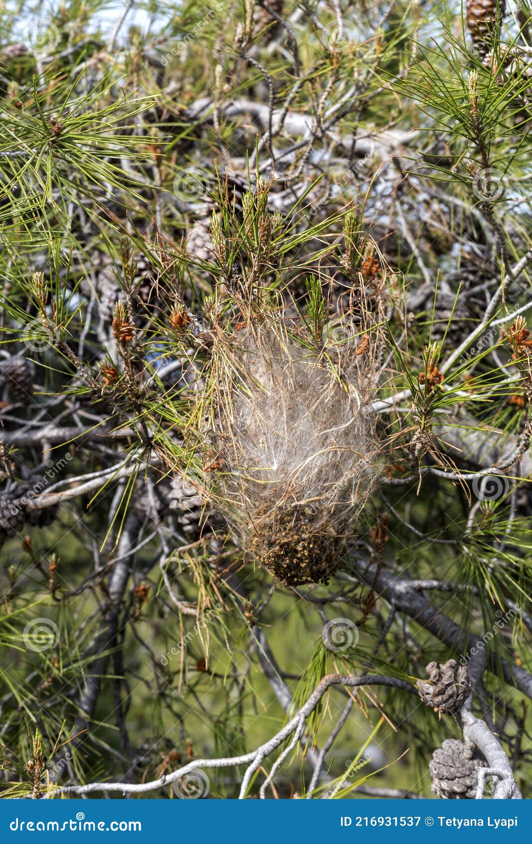 Cocoon of Caterpillars Close-up Stock Image - Image of fauna, living ...