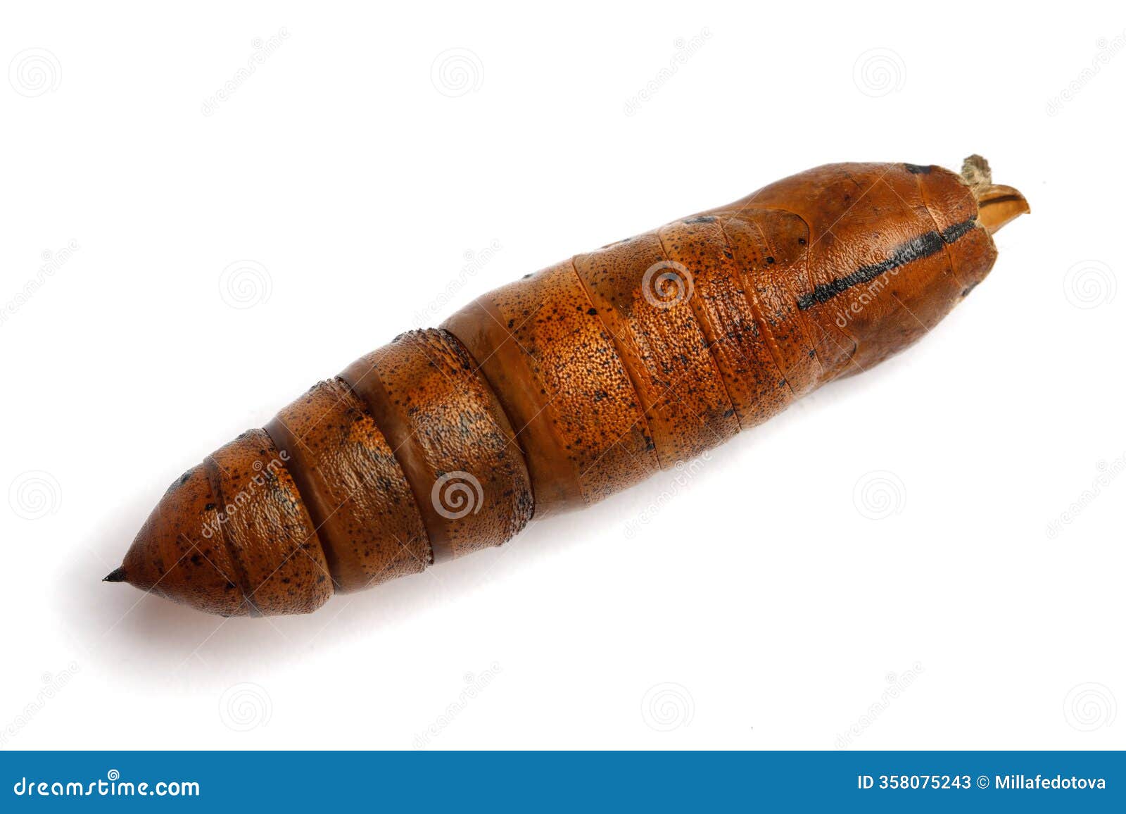 Cocoon, Chrysalis. Oleander Hawk Moth on White Background Stock Image ...