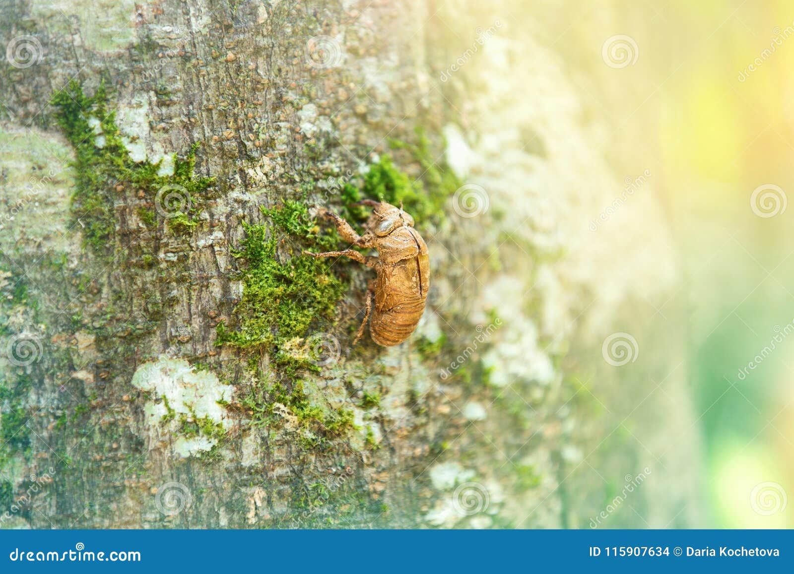 Cocoon of cicada stock photo. Image of cleanness, animal - 115907634
