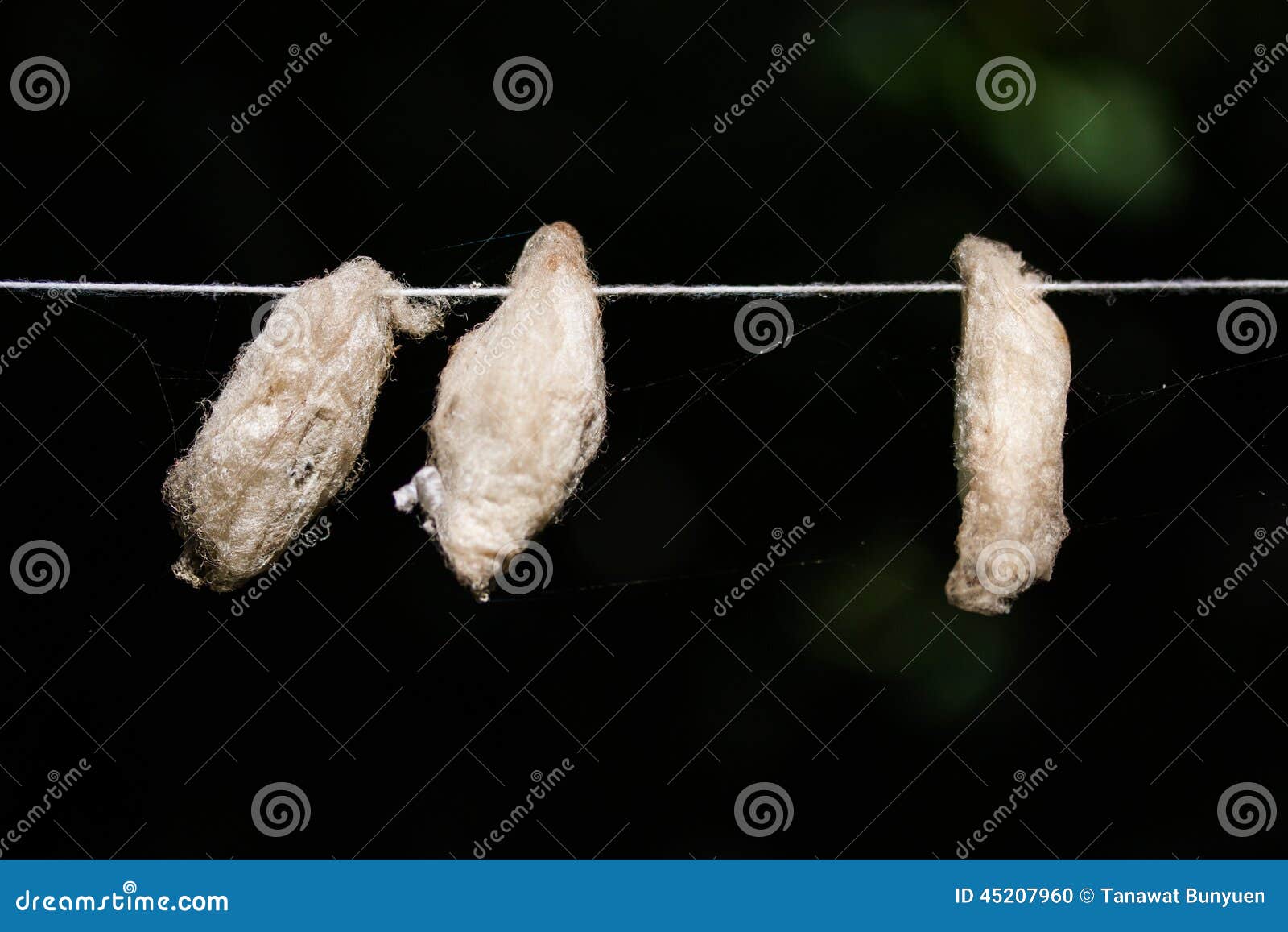Cocoon stock photo. Image of closeup, isolated, silkworm - 45207960