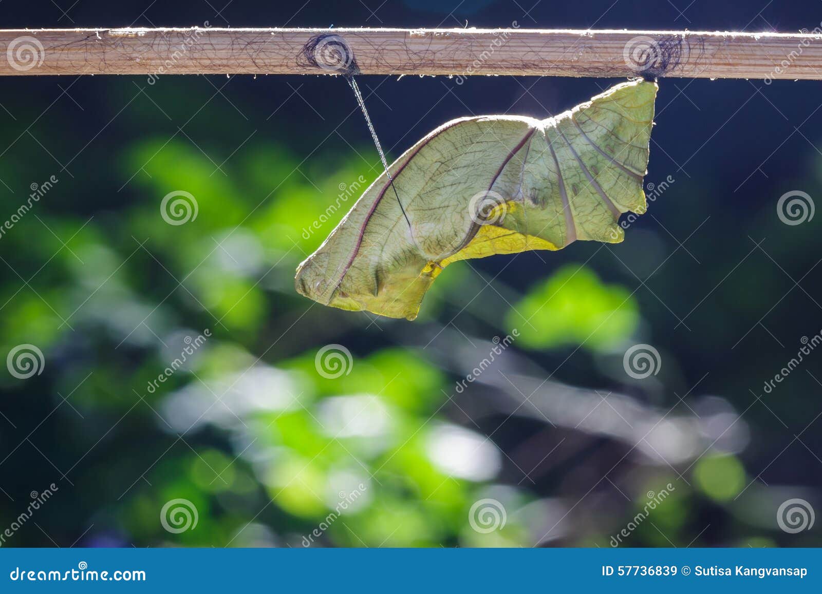 Cocoon of Common Birdwing Butterfly Stock Image - Image of insect, gold ...
