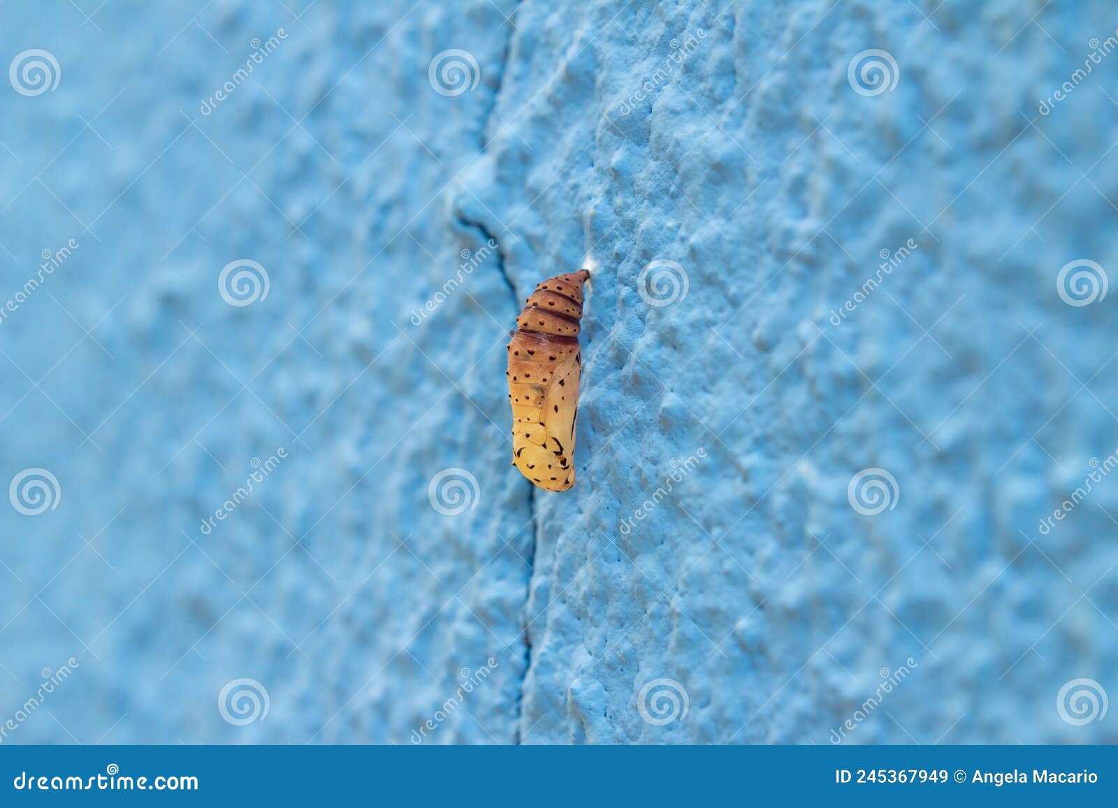 A Cocoon Completing Its Morph Cycle. Stock Image - Image of completing ...