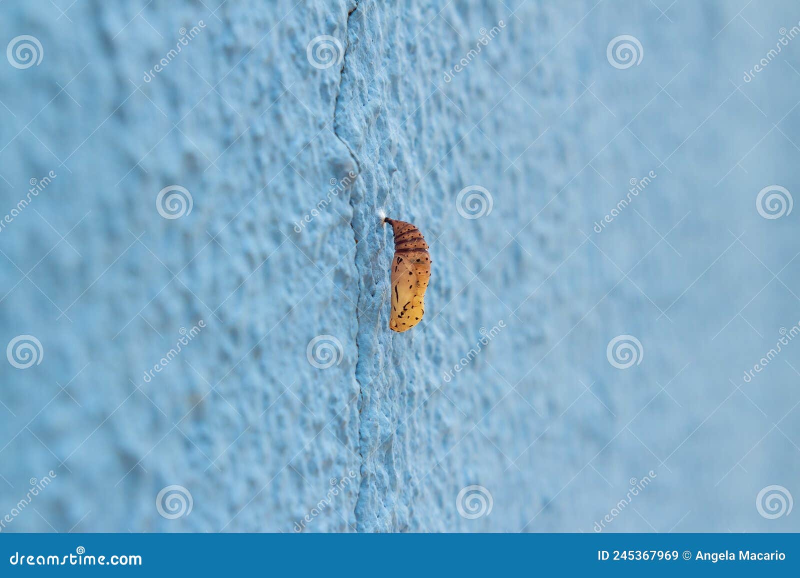 A Cocoon Completing Its Morph Cycle. Stock Image - Image of ...