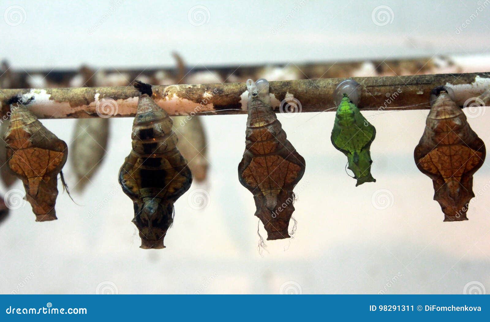 Cocoon of Different Butterflies on a Branch Stock Image - Image of ...
