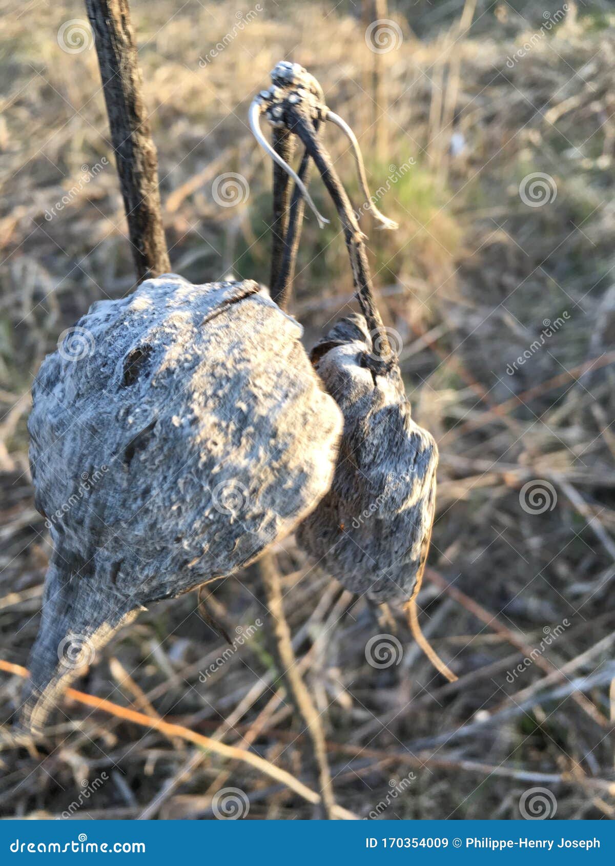 Cocoon stock image. Image of flower, dried, summer, sunny - 170354009