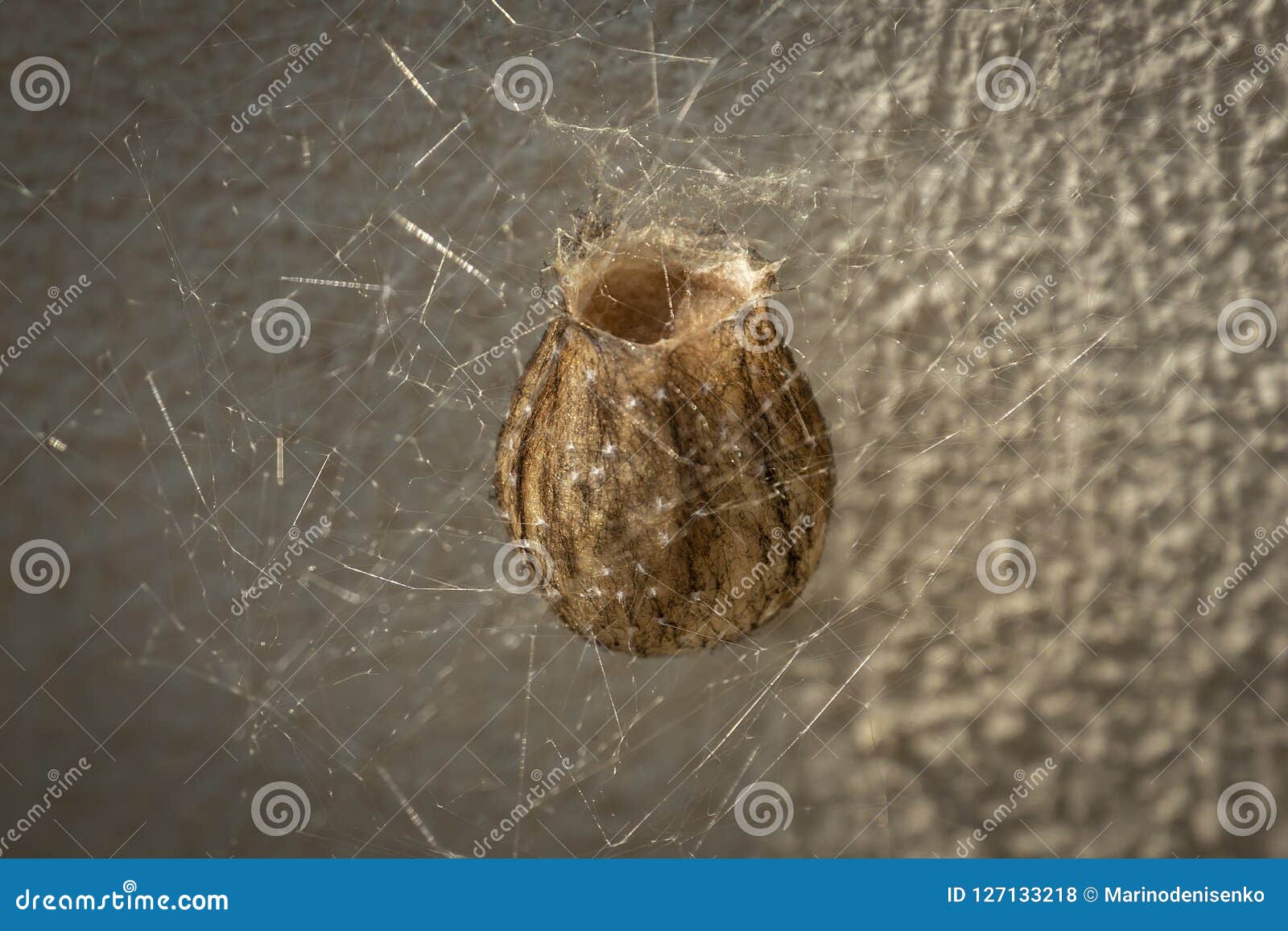 Cocoon or Egg Case of Wasp Spider Argiope Bruenichii. Daylight Sunlight ...