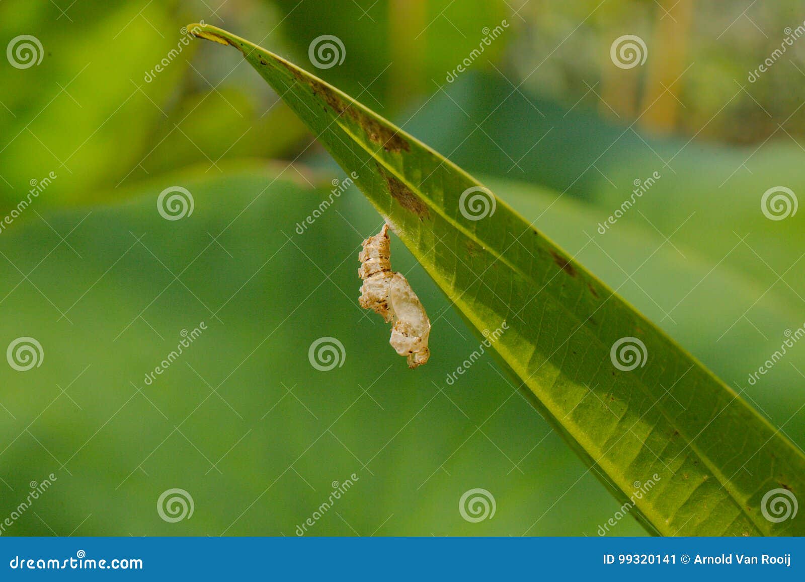 Cocoon stock image. Image of metamorphose, yellow, insect - 99320141