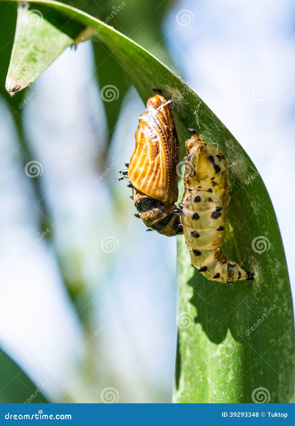 Cocoon and the Empty Chrysalis of Butterfly Stock Photo - Image of ...