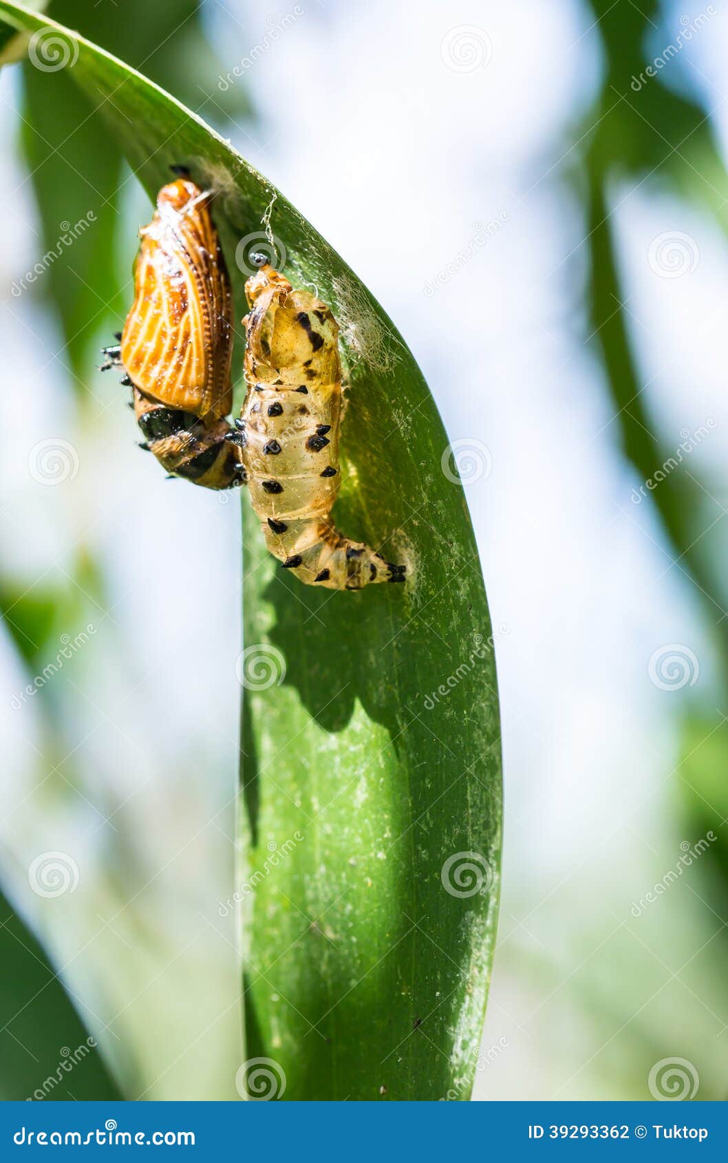 Cocoon and the Empty Chrysalis of Butterfly Stock Photo - Image of ...