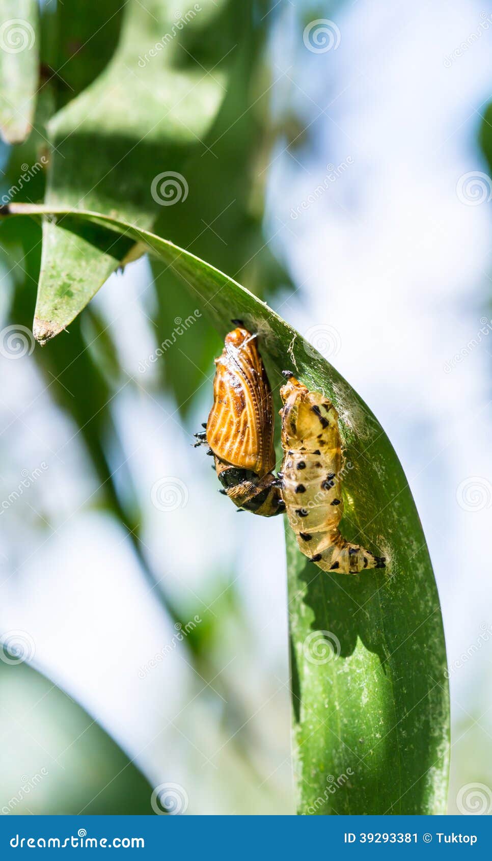 Cocoon and the Empty Chrysalis of Butterfly Stock Image - Image of ...