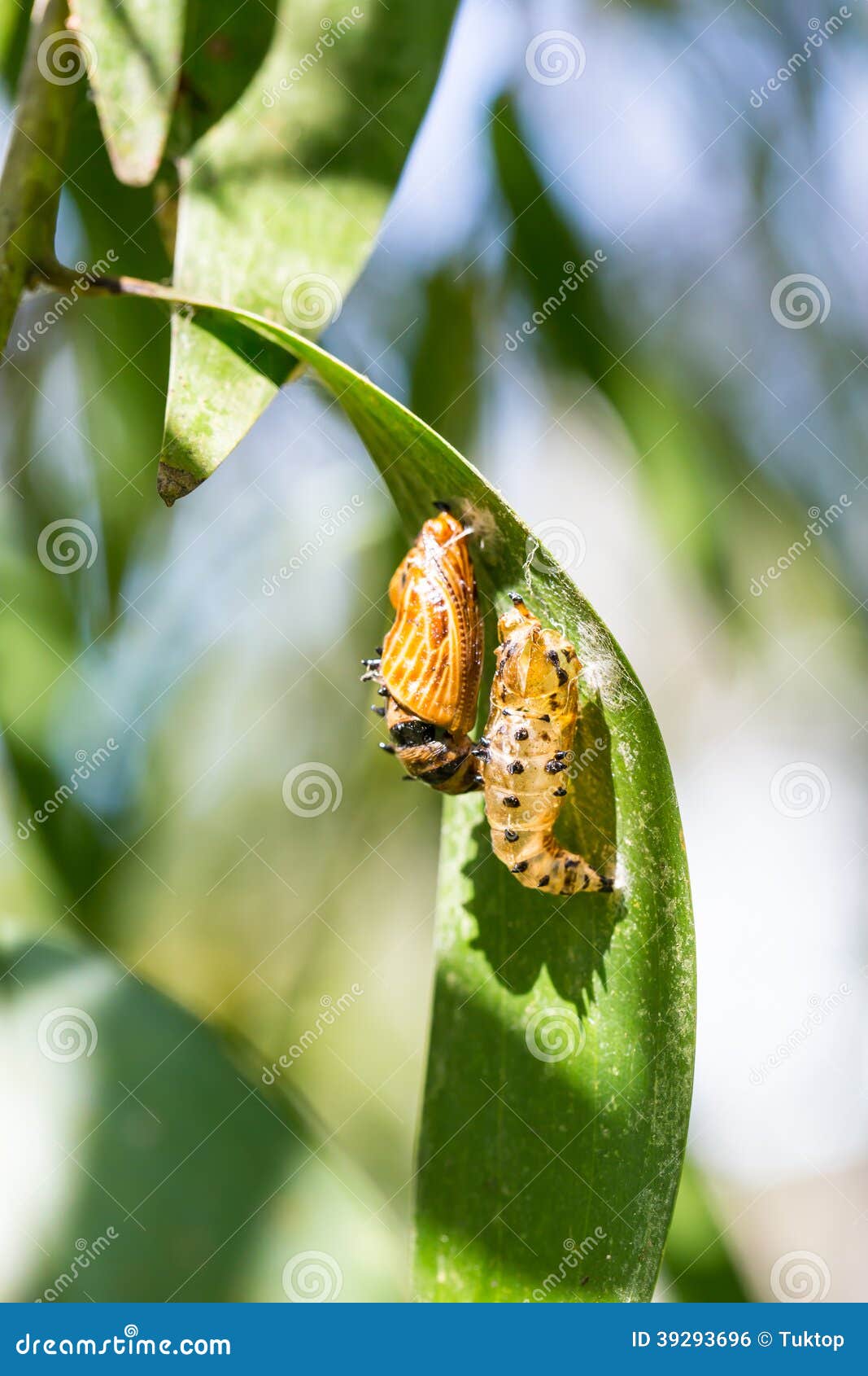 Cocoon And The Empty Chrysalis Of Butterfly Stock Photography ...