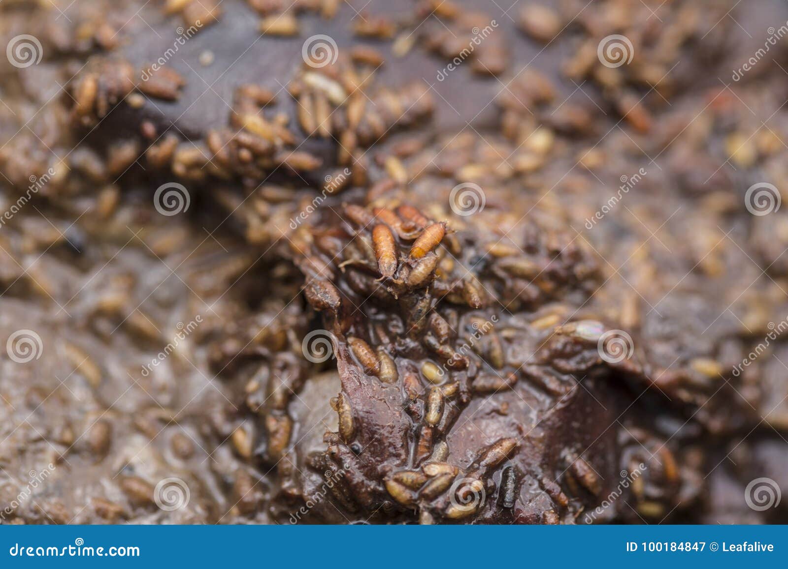 Cocoon Fruitfly on the Wild Nature Stock Image - Image of fruitfly ...