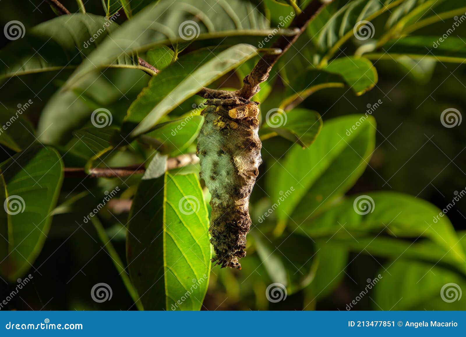 A Cocoon Hanging from a Branch. Stock Image - Image of eating, green ...
