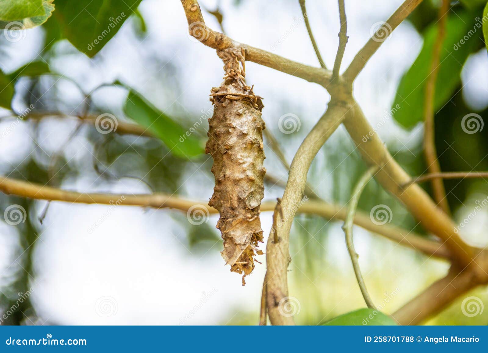 A Cocoon Hanging from a Branch. Stock Photo - Image of green ...