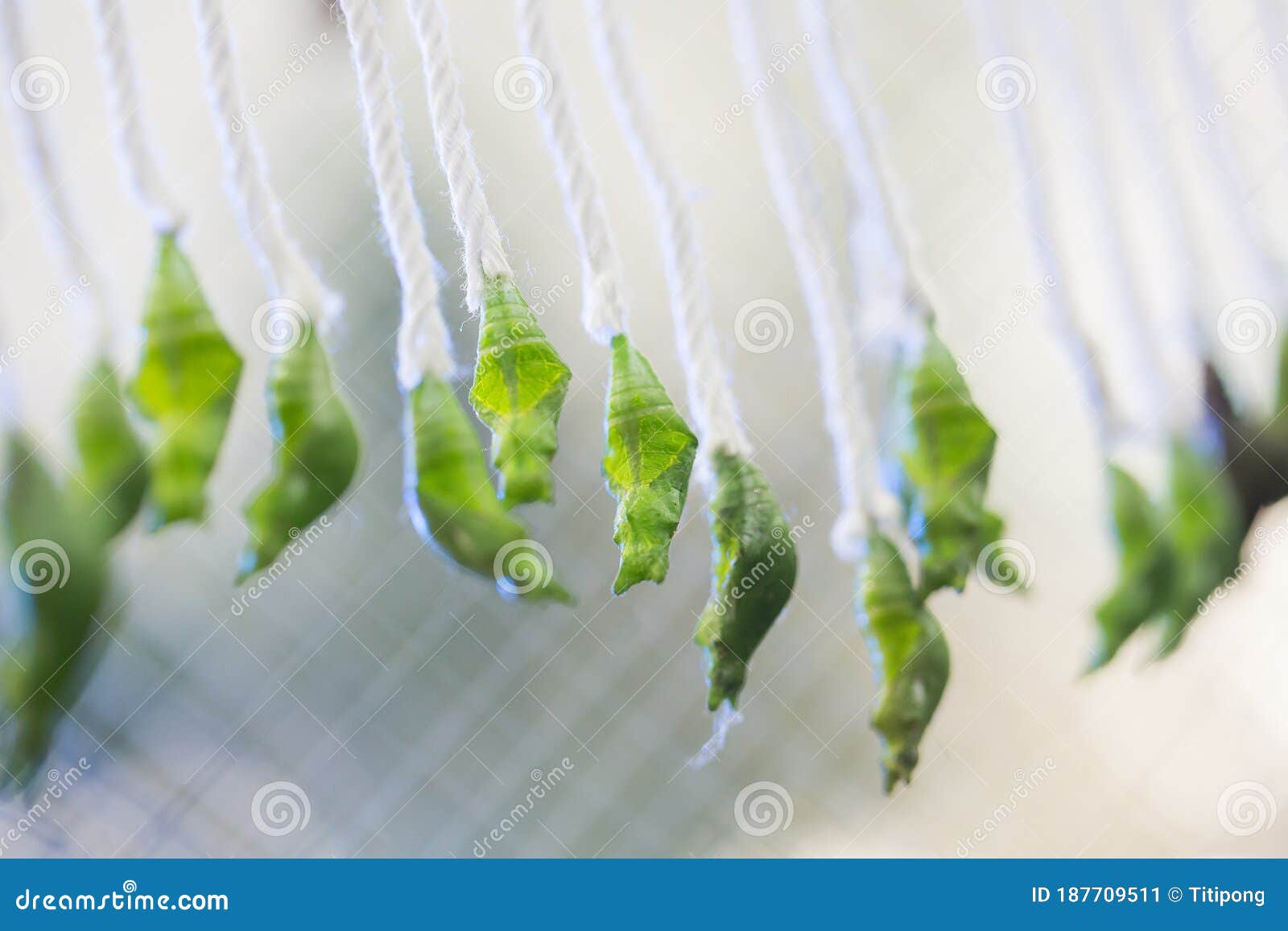 Cocoon and that Has Just Been Born Stock Image - Image of cycle, insect ...