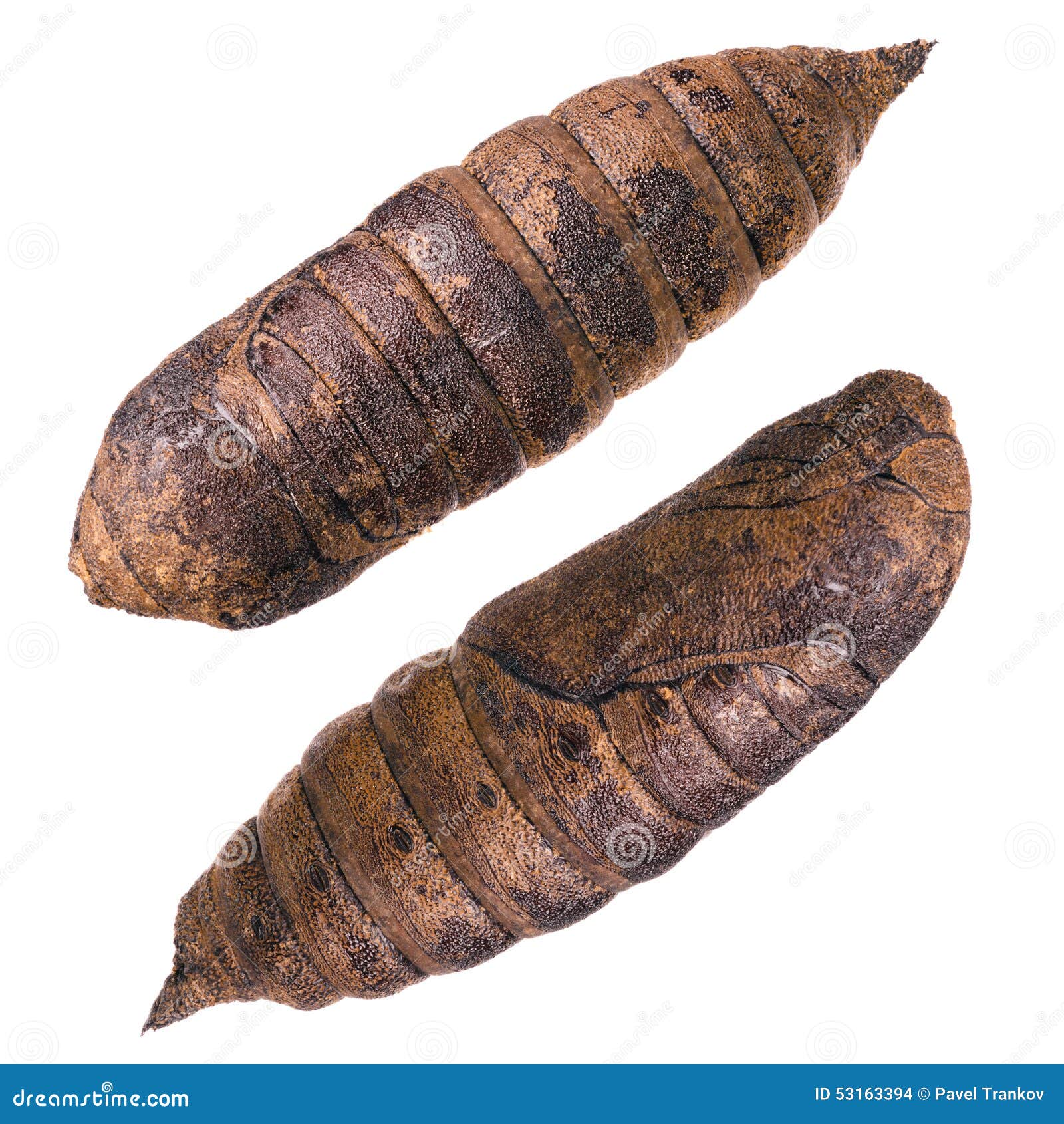 Cocoon stock photo. Image of embryo, beetle, white, pupa - 53163394