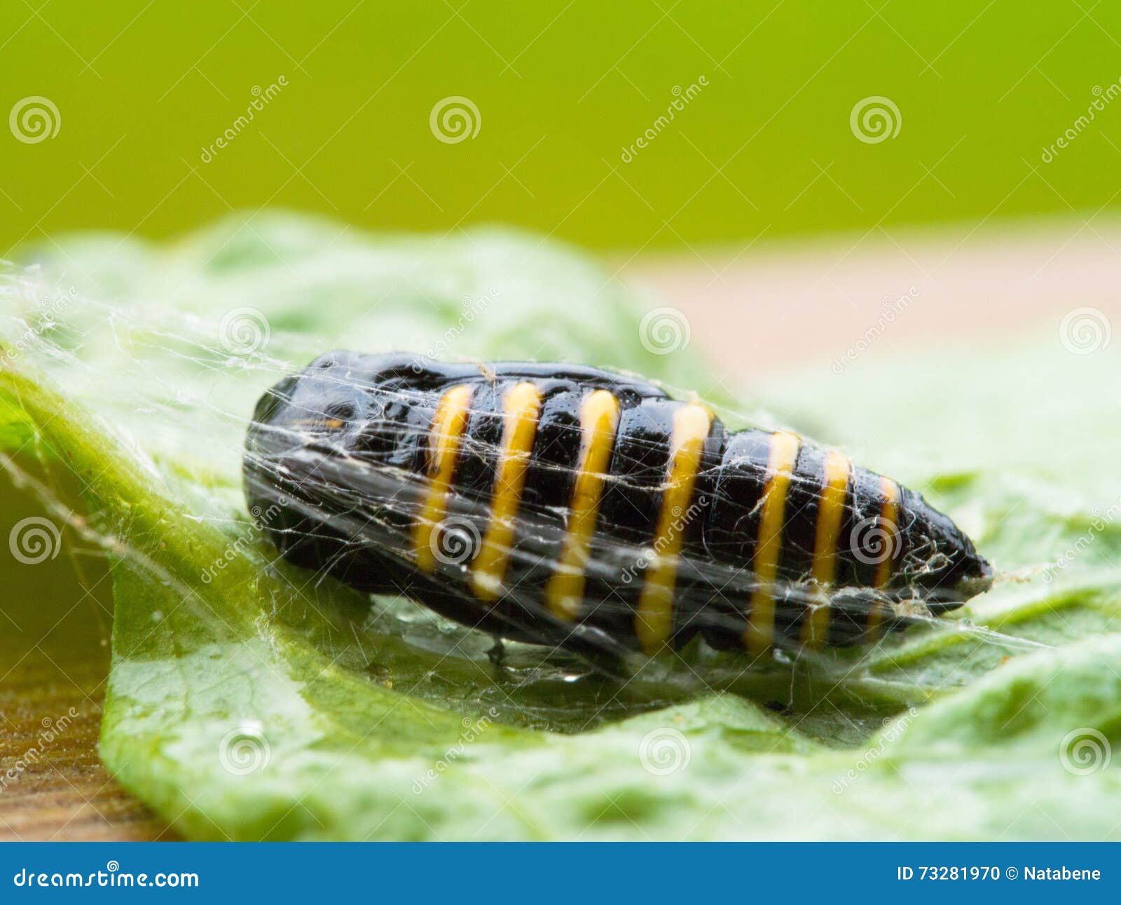 Cocoon of insects stock photo. Image of nature, birth - 73281970