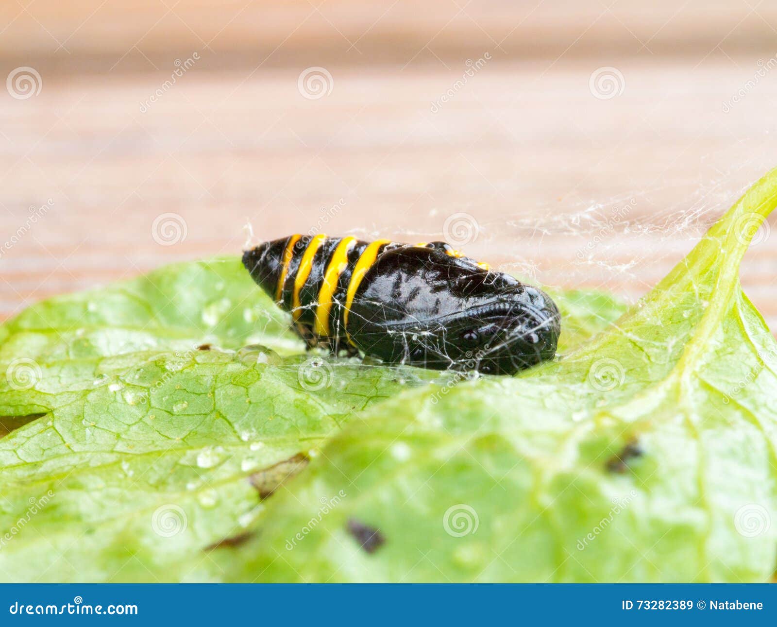 Cocoon of insects stock image. Image of birth, larva - 73282389