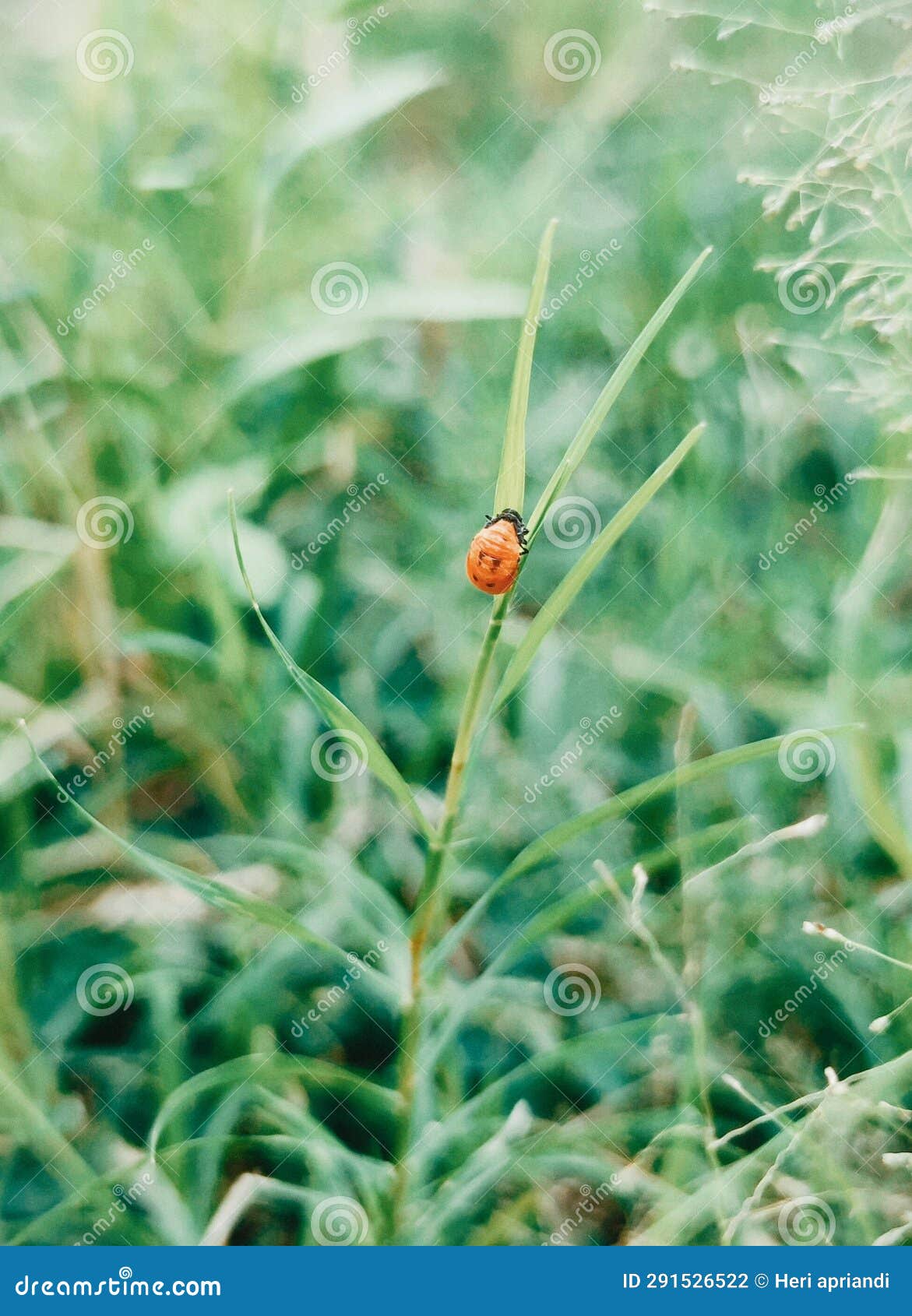 Cocoon of ladybug nature stock photo. Image of nature - 291526522