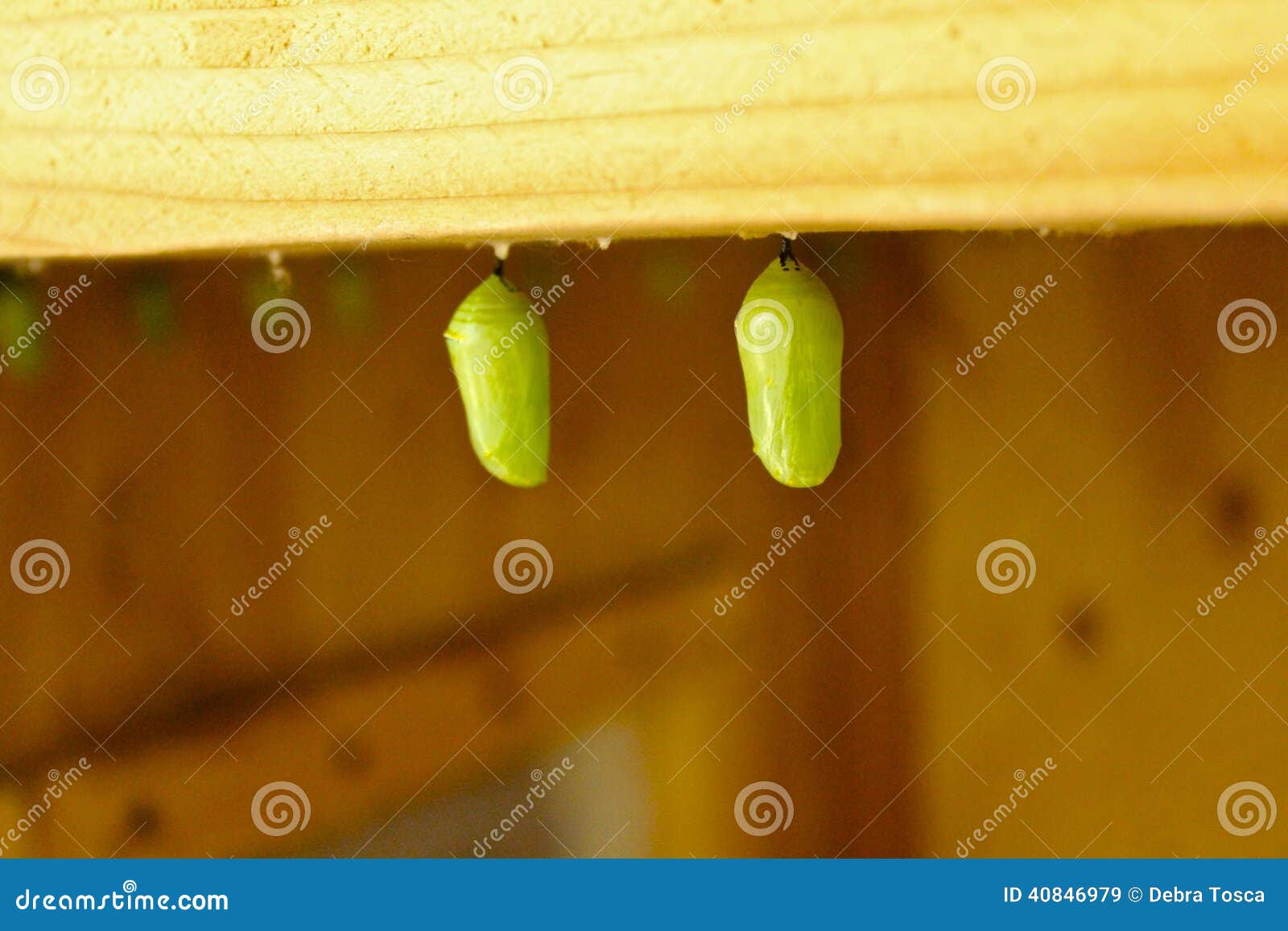 Cocoon Monarch butterfly stock image. Image of cocoon - 40846979