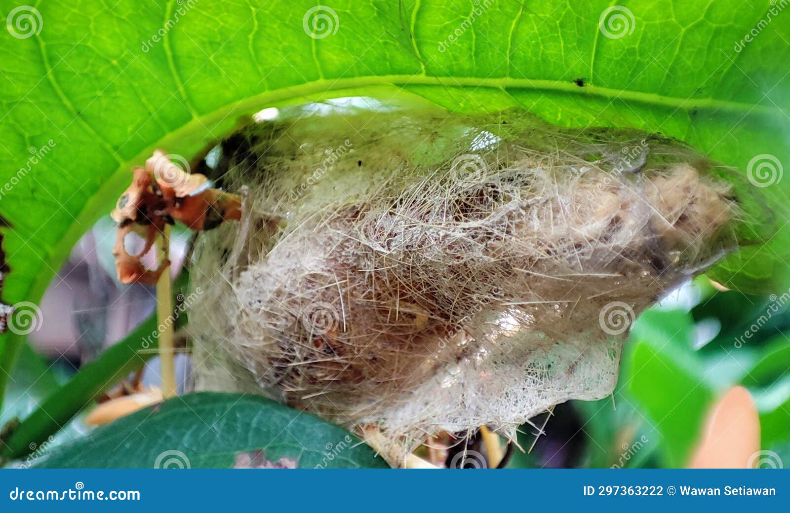Cocoon or Pupae on the Leaf Stock Photo - Image of environmental ...