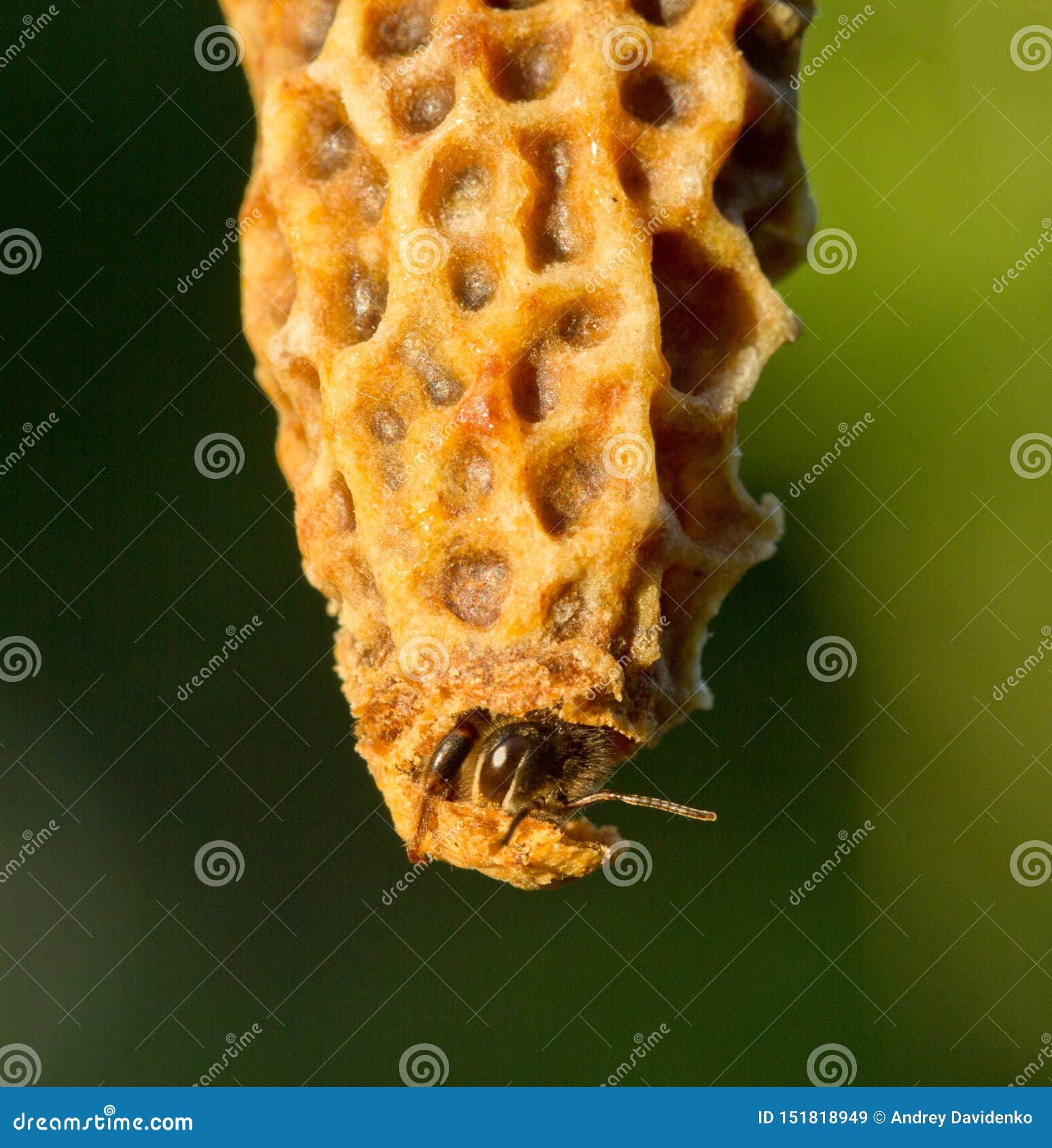 Cocoon Queen Bee. Queen Bee Opens Cocoon To Exit it Stock Image - Image ...