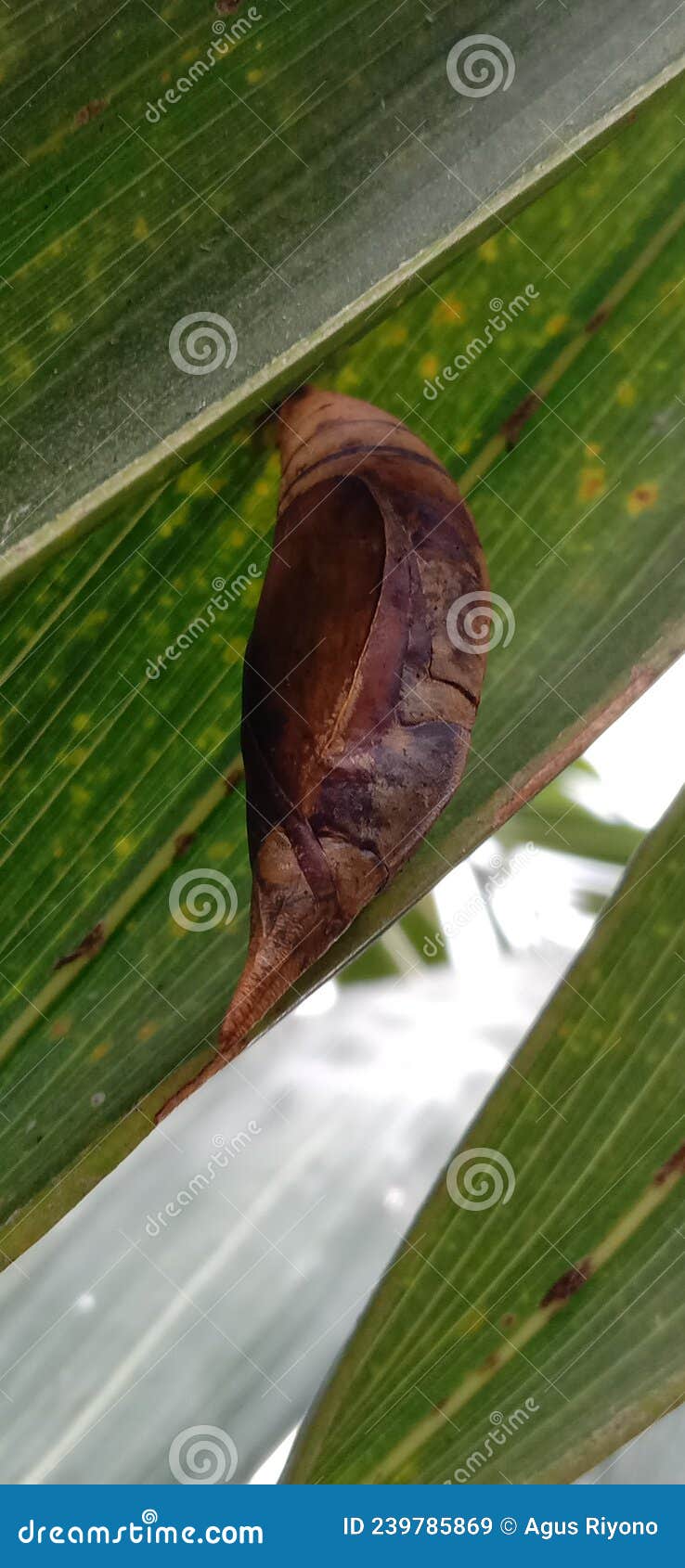 A Cocoon is Seen on a Palm Tree Branch Stock Image - Image of tree ...