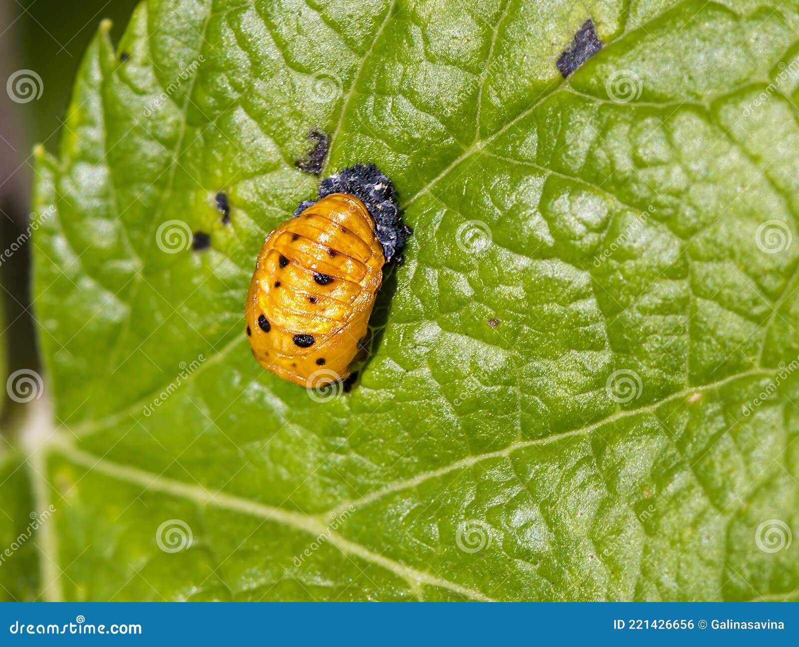 Cocoon of the Seven-point Ladybug. Stock Photo - Image of point, beetle ...