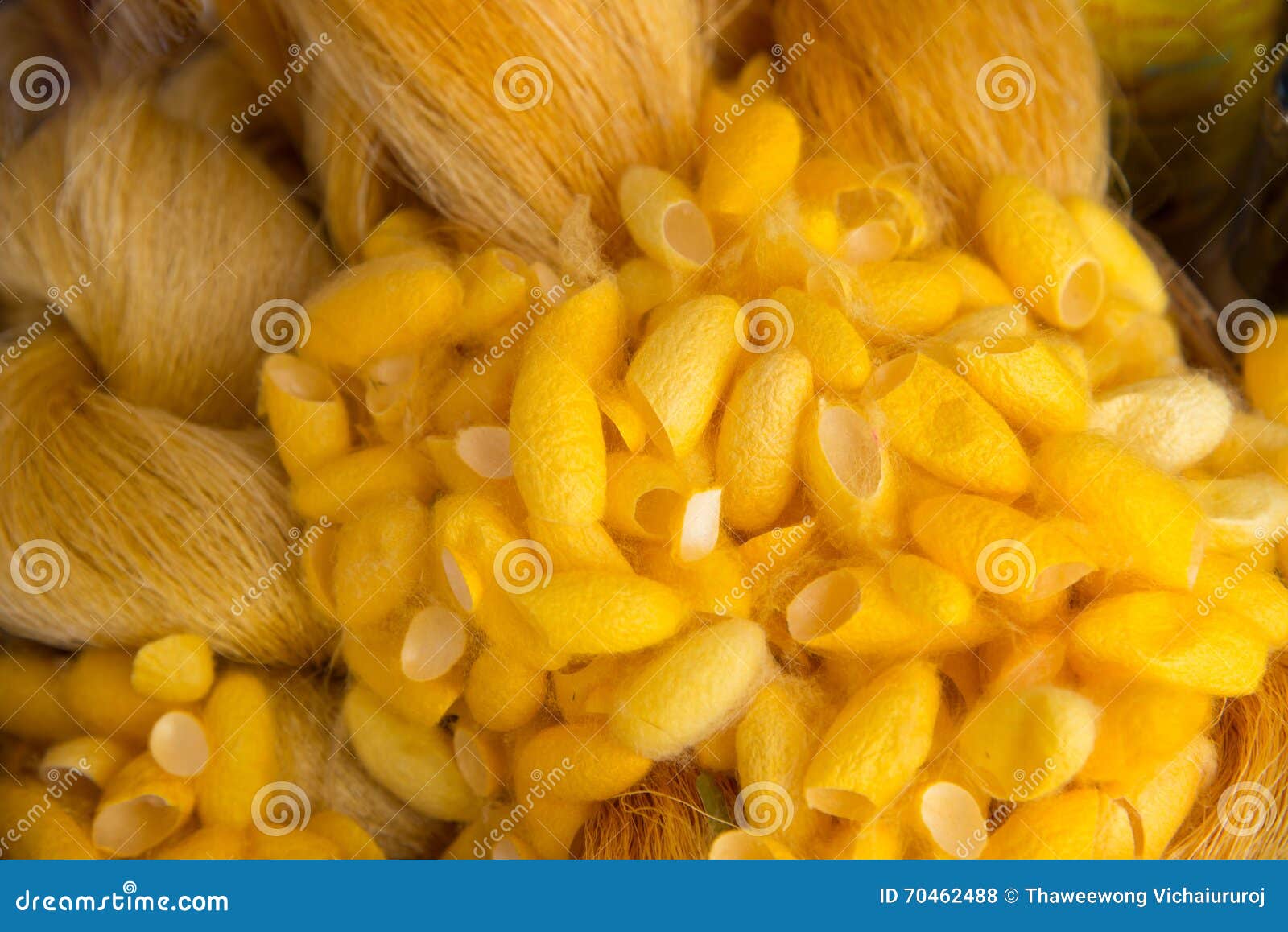 Cocoon silk stock photo. Image of fiber, industry, natural - 70462488