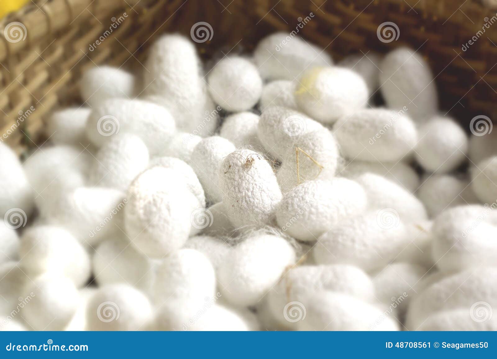 Cocoon Silkworm Many Silk Worm Yellow Stock Photo | CartoonDealer.com ...