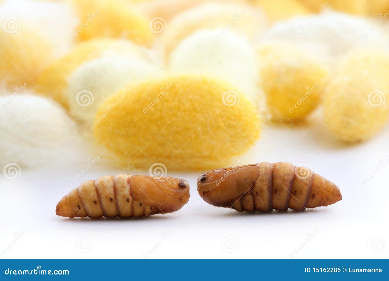 Silkworm In Yellow Cocoon, , Life Cycle Of Silkworm. Stock Image ...