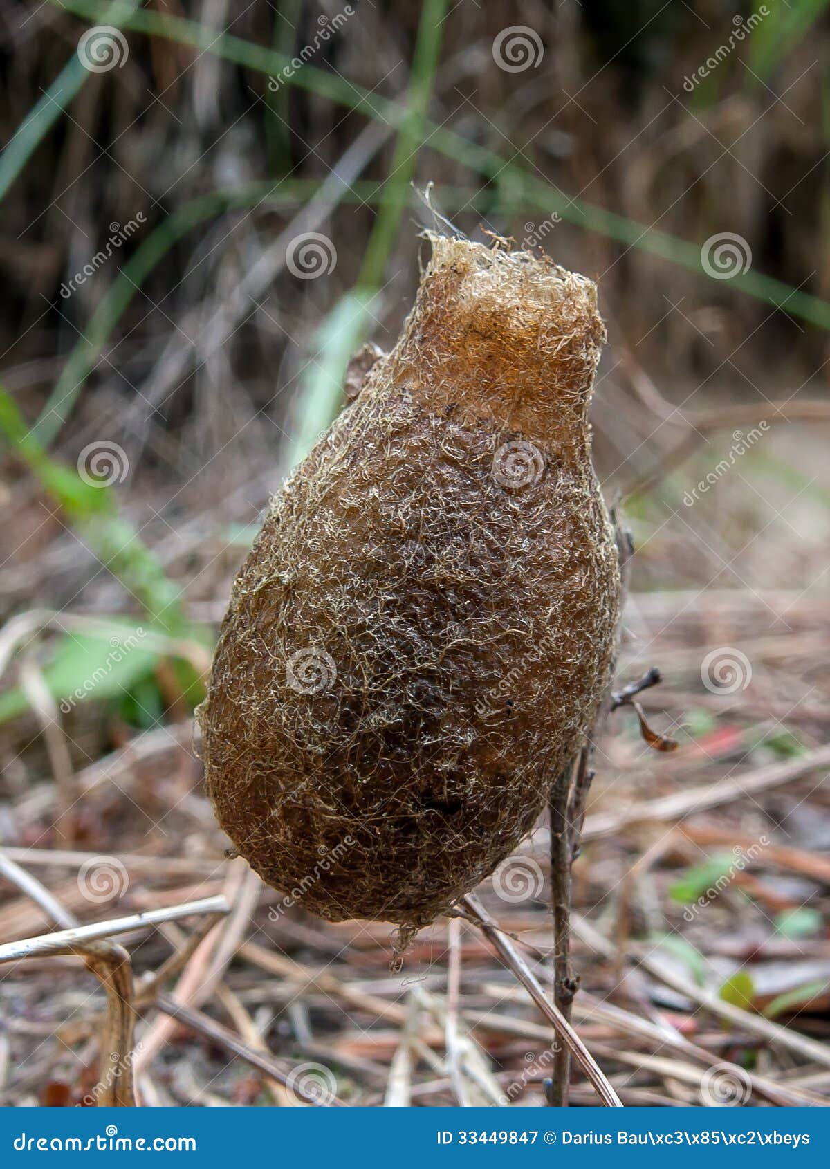 Cocoon stock image. Image of closeup, brown, macro, spider - 33449847