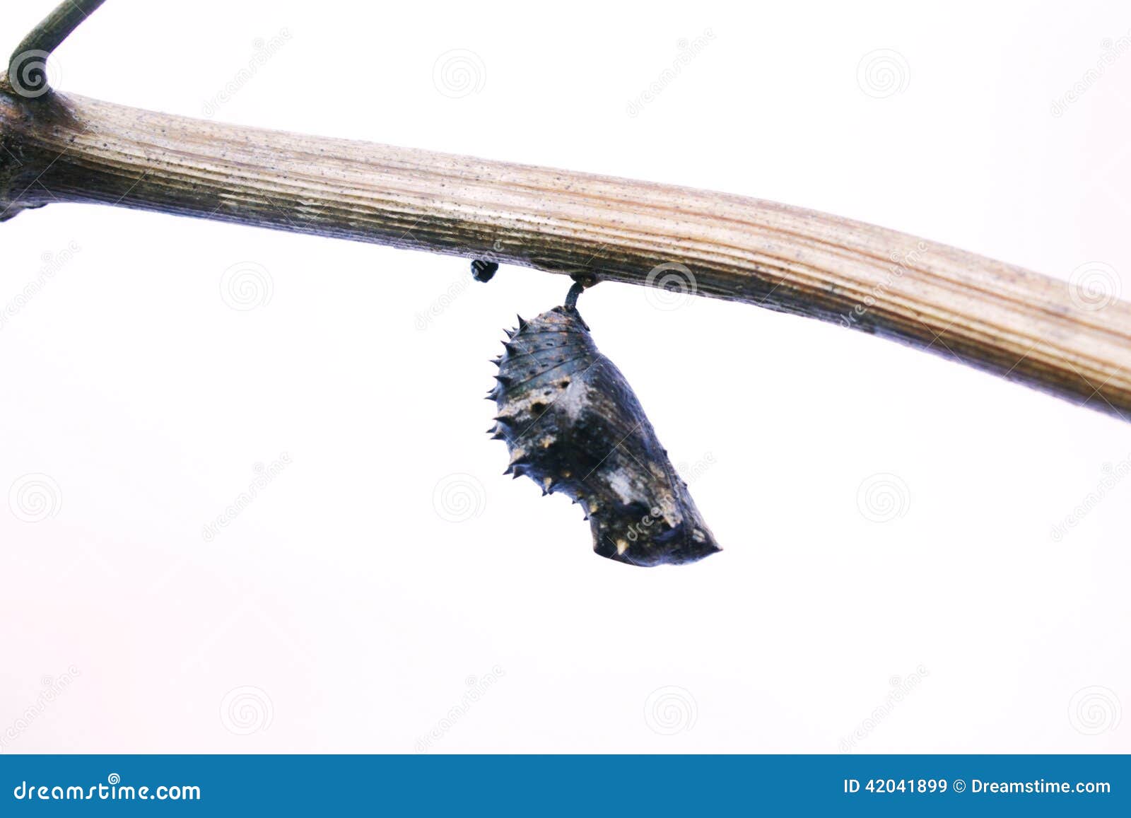 Cocoon stock image. Image of cocoon, insect, artistic - 42041899