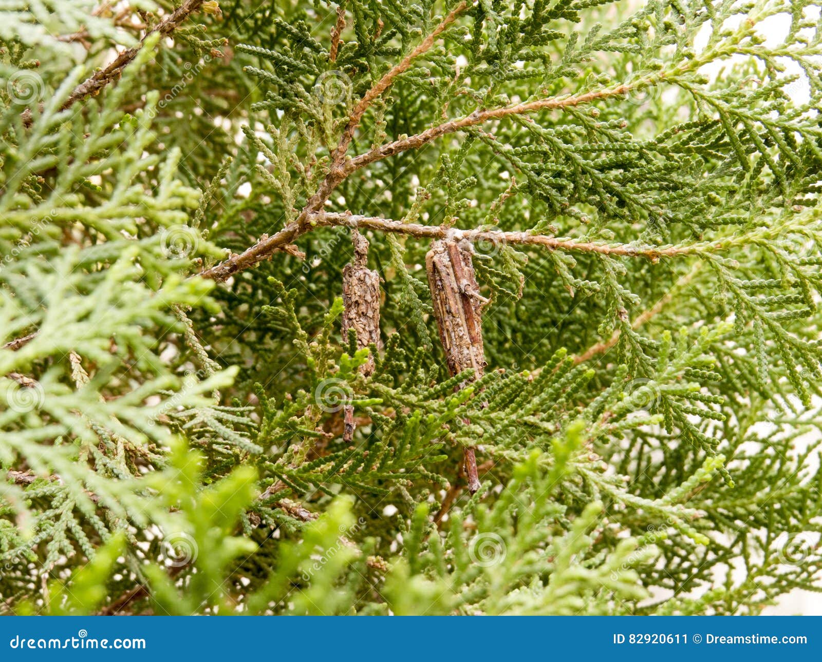 Cocoon stock image. Image of pupa, larch, stage, biome - 82920611