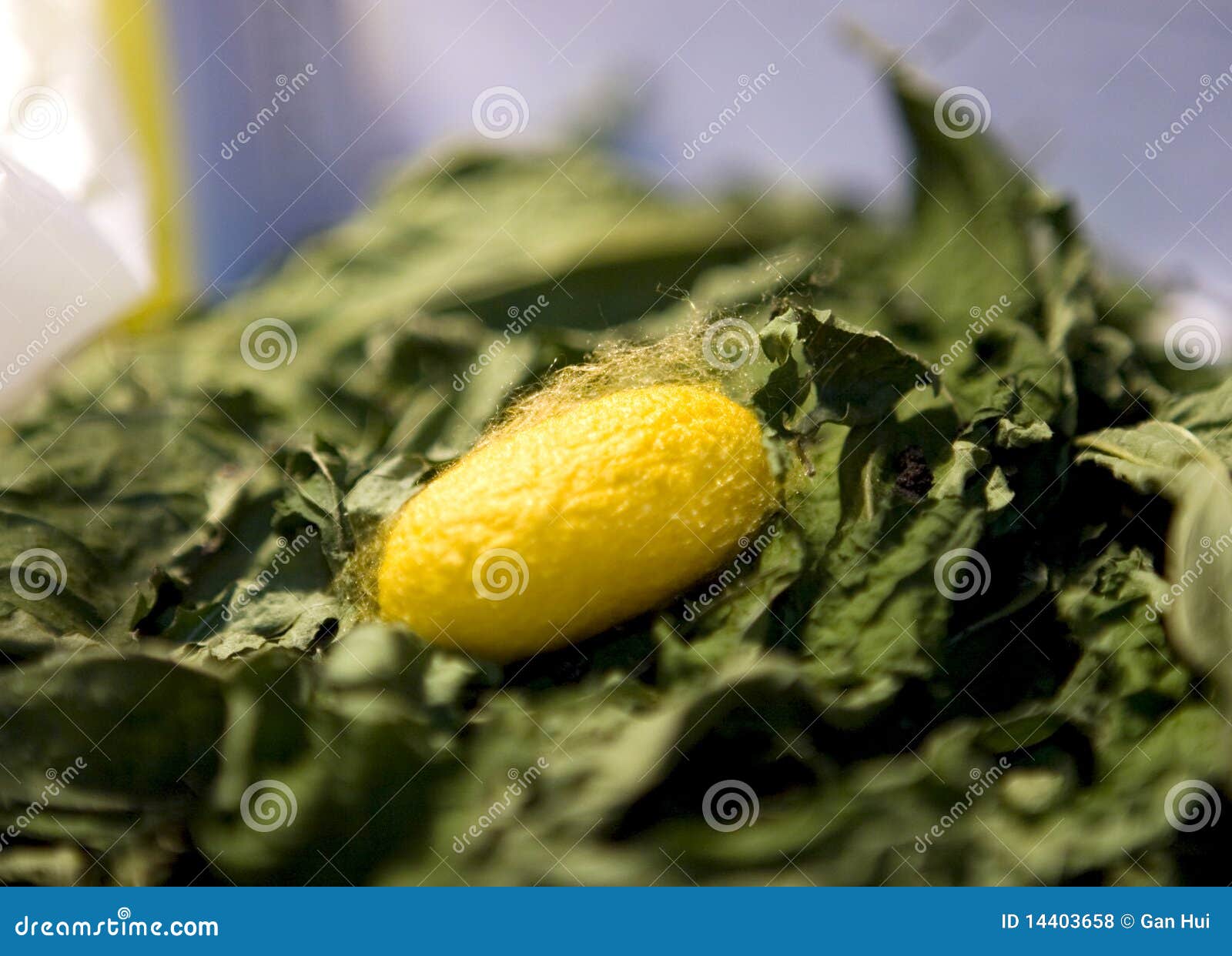 Cocoon in yellow color stock photo. Image of life, nature - 14403658