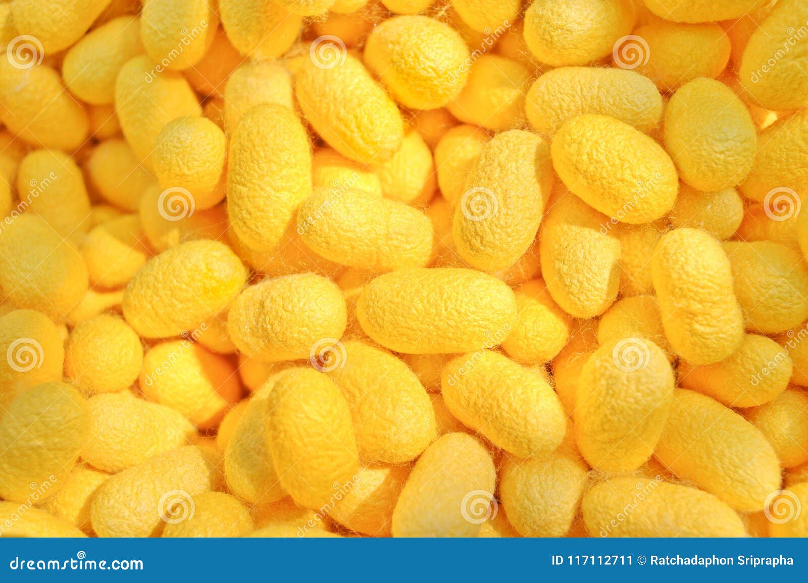 Cocoon Yellow Details the Nature of the Cocoon Shell. Stock Image ...