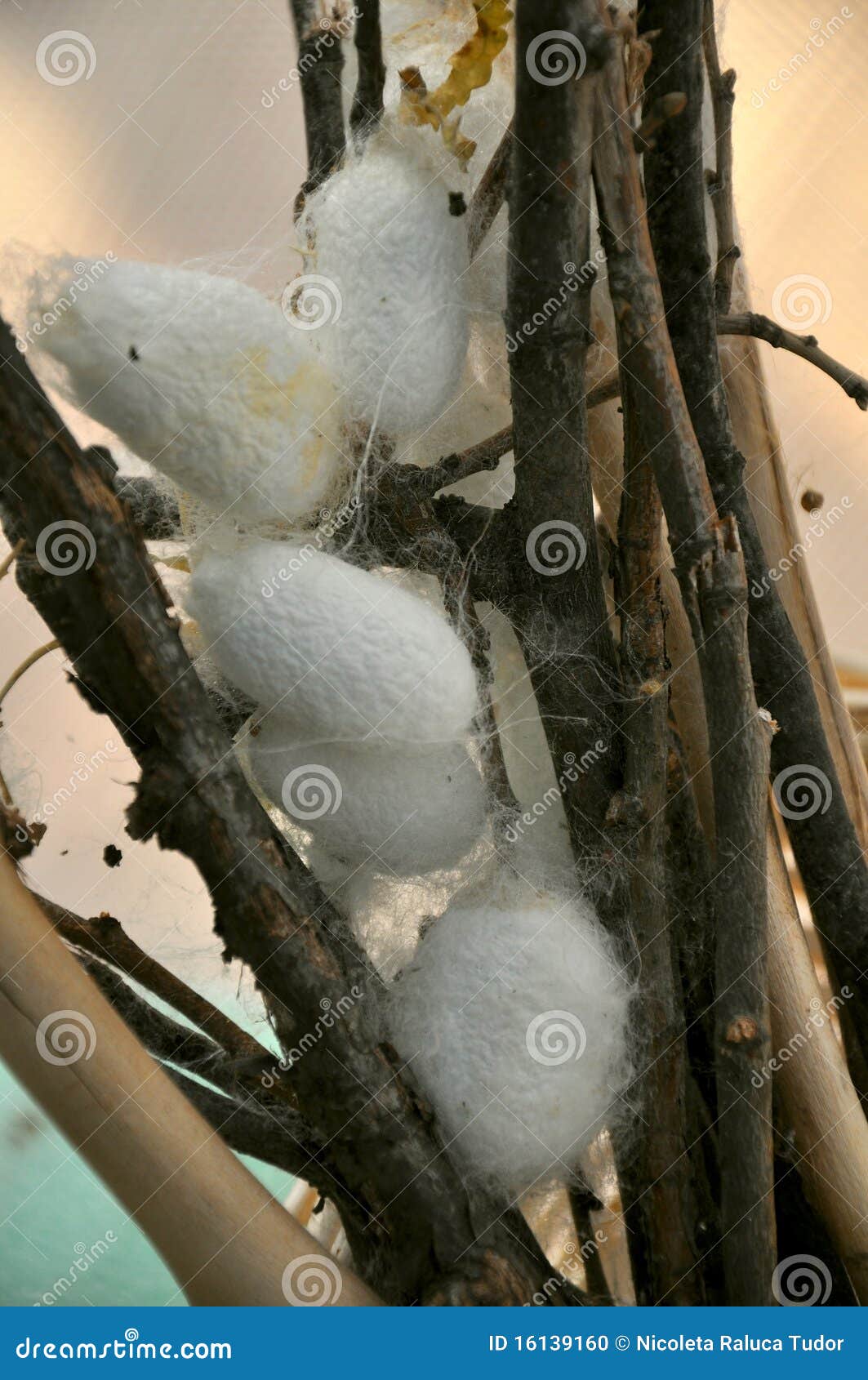 Cocoons stock photo. Image of delicate, material, develop - 16139160