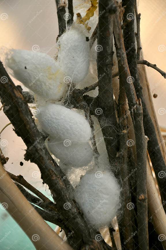 Cocoons stock photo. Image of delicate, material, develop - 16139160