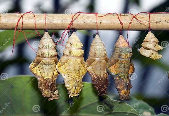 Cocoons stock image. Image of animal, concepts, leaf, cocoon - 2600057