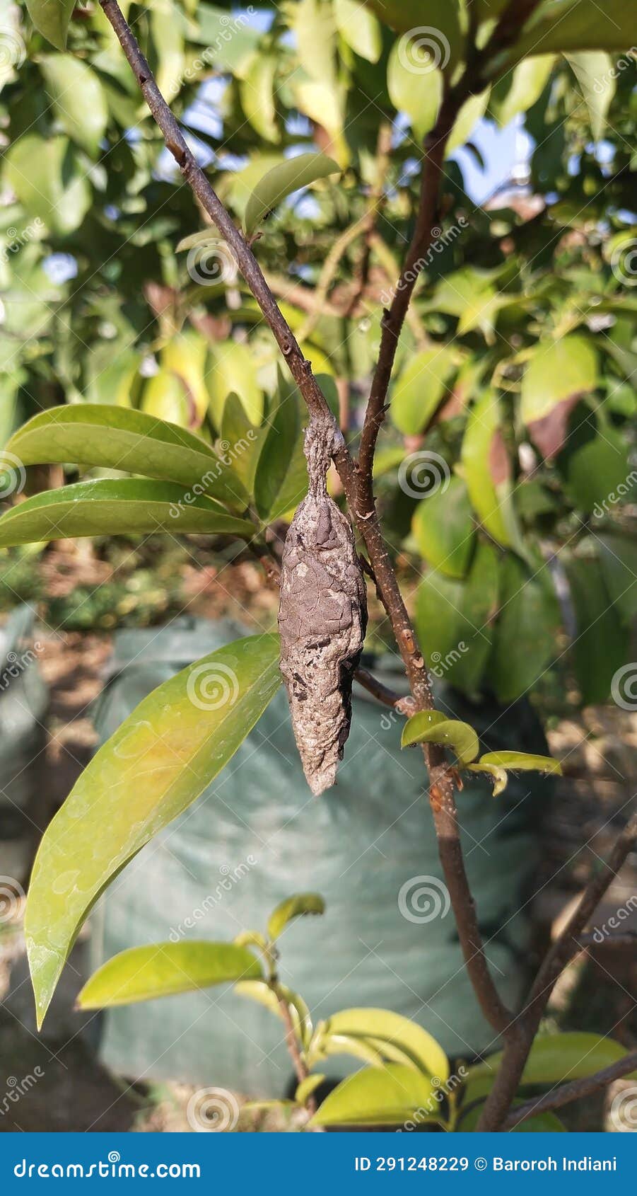Cocoon on a soursop tree stock image. Image of cocoon - 291248229