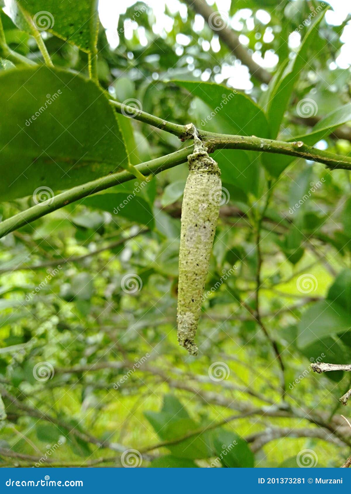 Cocoons in and Orange Trees Stock Image - Image of cocoons, branch ...