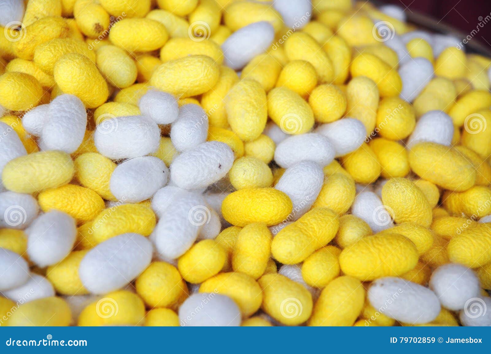 Cocoons of Silkworm for Making Silk Stock Image - Image of cocoons ...
