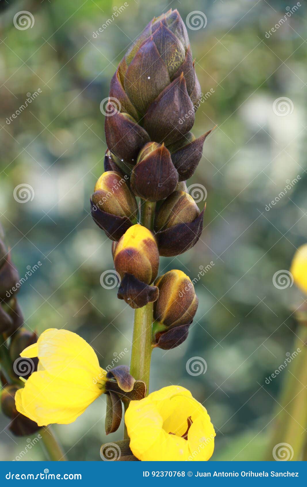 Cocoons stock photo. Image of ornamentation, nature, vegetation - 92370768